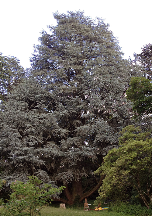 Cedrus libani – καιρός remembered